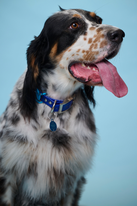 Dog with a tongue lengthier than a popsicle stick confirmed as longest ...
