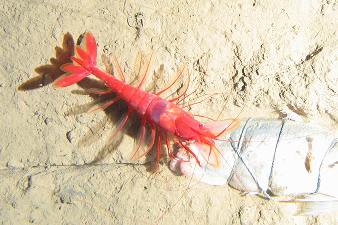 Snailfish sink to new lows to extend their record as the world’s ...