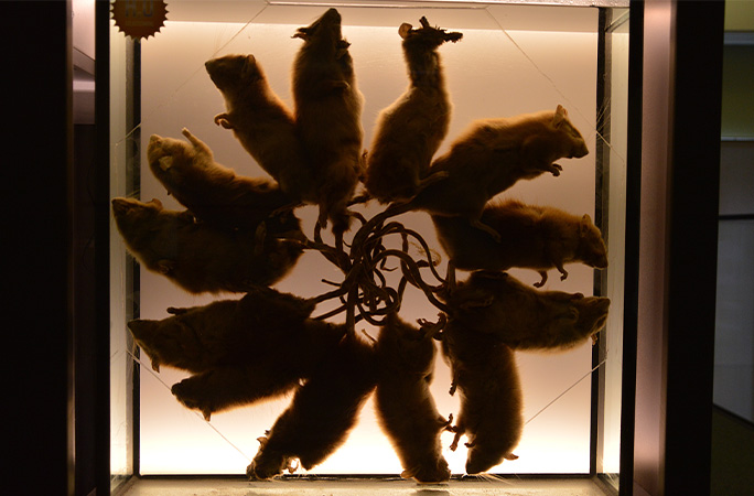 Largest rat king: How 32 rats accidentally tied themselves together ...