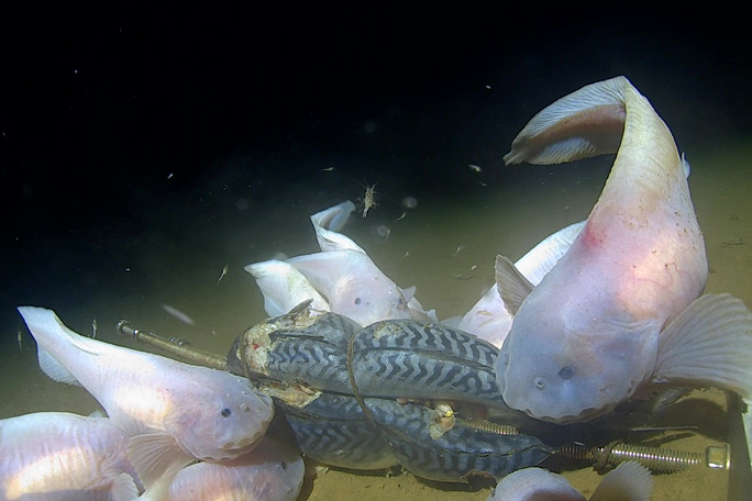Snailfish sink to new lows to extend their record as the world’s ...