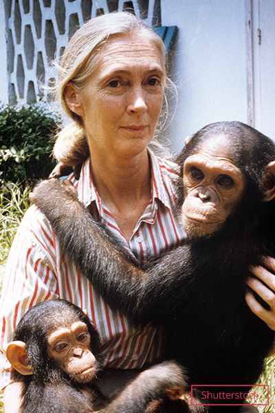 Celebrating Dr Jane Goodall’s record-breaking chimpanzee study as it ...