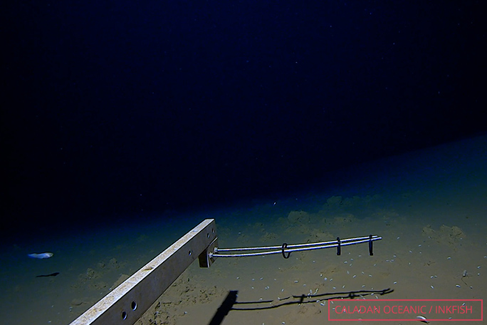 Snailfish sink to new lows to extend their record as the world’s ...