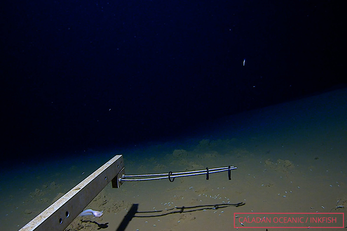 Snailfish sink to new lows to extend their record as the world’s ...