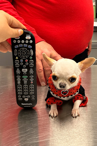 Pocket-sized Chihuahua certified as world’s shortest dog | Guinness ...
