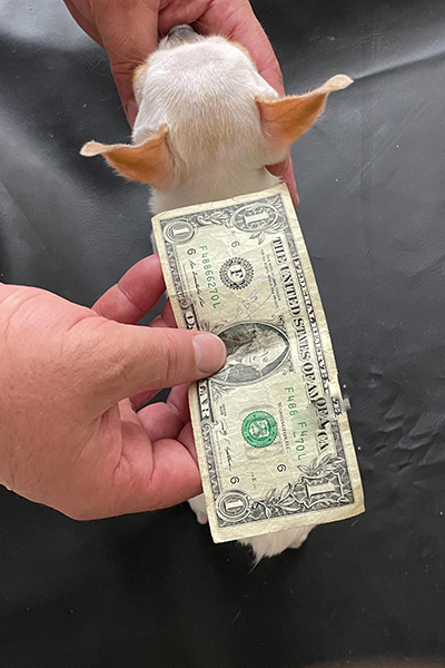Pocket-sized Chihuahua certified as world’s shortest dog | Guinness ...