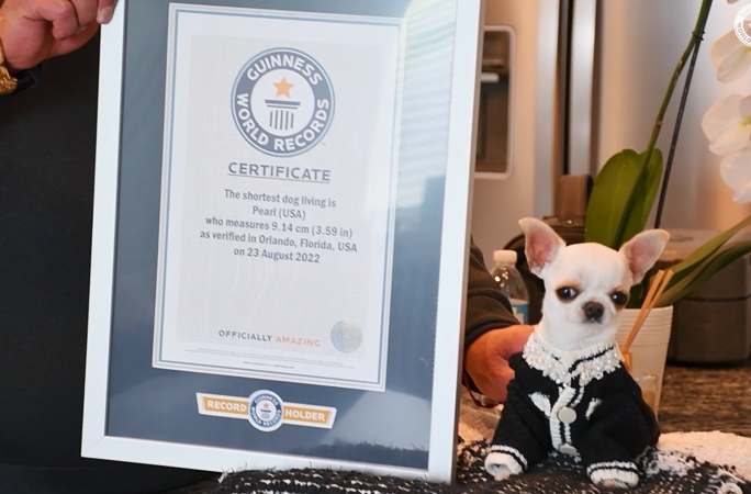 A day in the life of the world’s shortest dog, Pearl | Guinness World ...