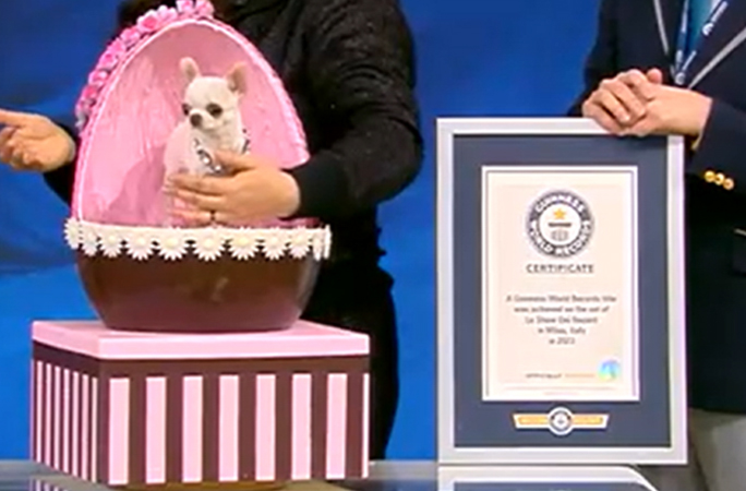 Pocket-sized Chihuahua certified as world’s shortest dog | Guinness ...