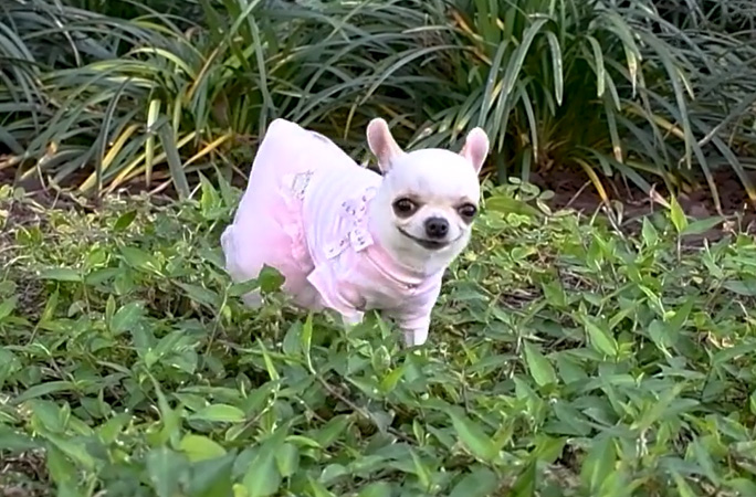 A day in the life of the world’s shortest dog, Pearl | Guinness World ...