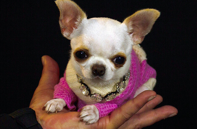 Pocket-sized Chihuahua certified as world’s shortest dog | Guinness ...