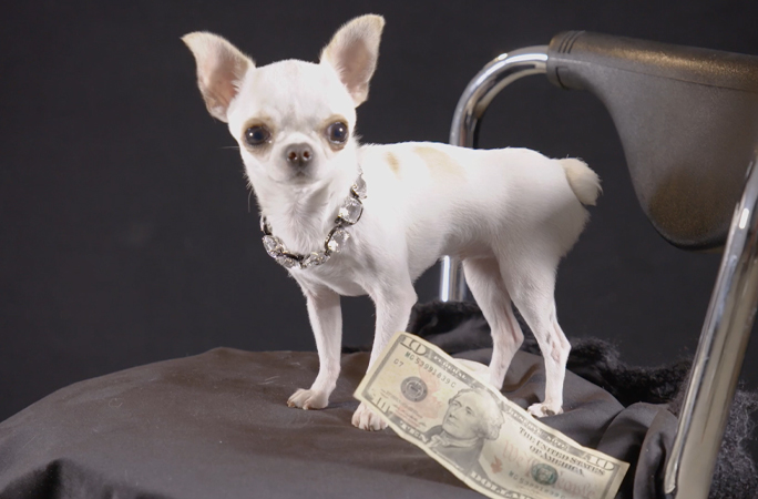 A day in the life of the world’s shortest dog, Pearl | Guinness World ...