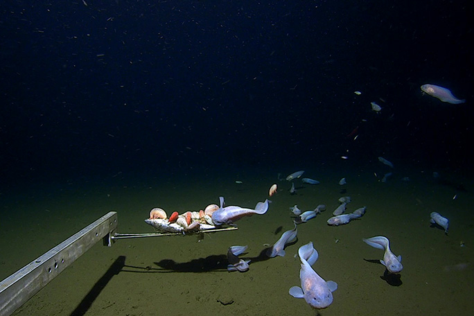 Snailfish sink to new lows to extend their record as the world’s ...
