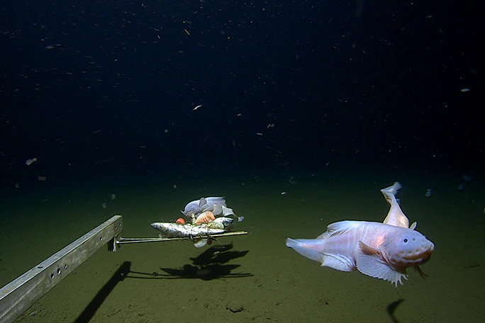 Snailfish sink to new lows to extend their record as the world’s ...