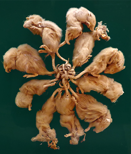 Largest rat king: How 32 rats accidentally tied themselves together ...