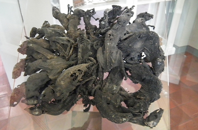 Largest rat king: How 32 rats accidentally tied themselves together ...