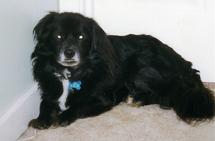 The ‘nip and run’ dog imprisoned for 8 years on doggy death row ...