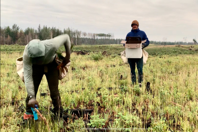 Canadian man fights climate change by planting 23,000 trees in 24 hours ...