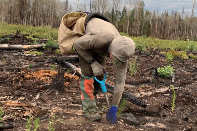 Canadian man fights climate change by planting 23,000 trees in 24 hours ...
