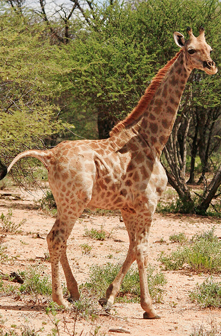 World’s first dwarf giraffes prove once and for all that size doesn't ...