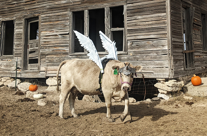 American cow performs 10 tricks in 60 seconds to set world record ...