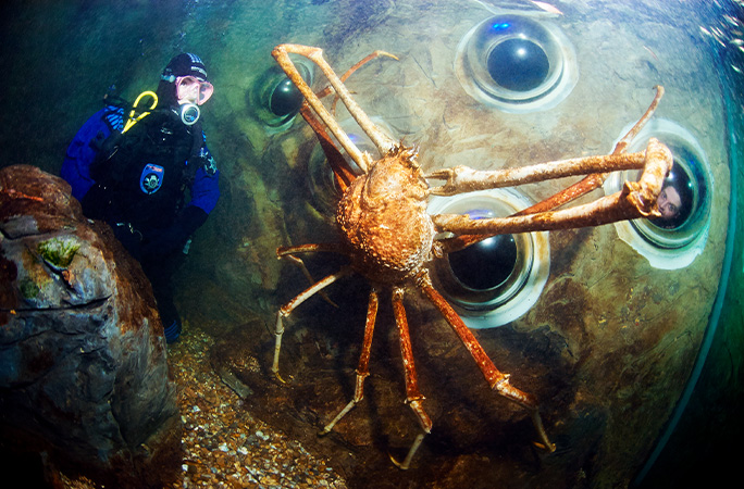 10-foot crab called Big Daddy was the widest crustacean ever found ...