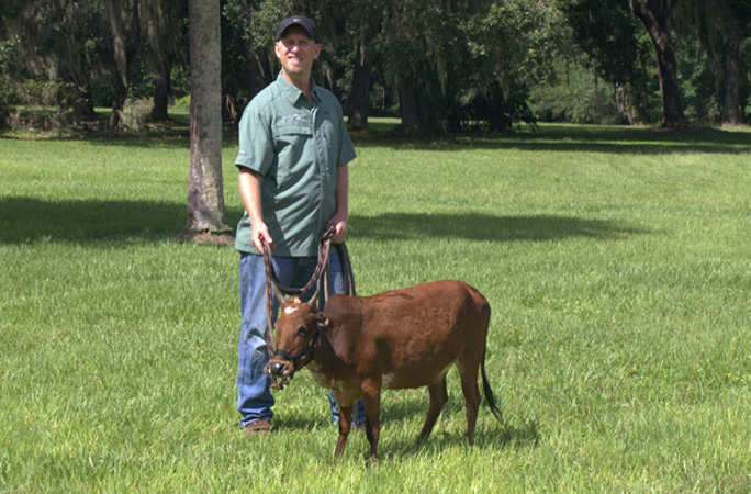 Meet record-breaking cows whose short and tall statures earned a place ...