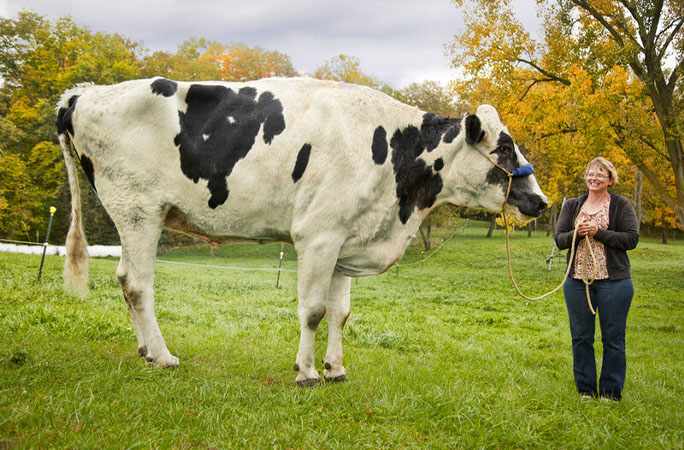 Meet record-breaking cows whose short and tall statures earned a place ...