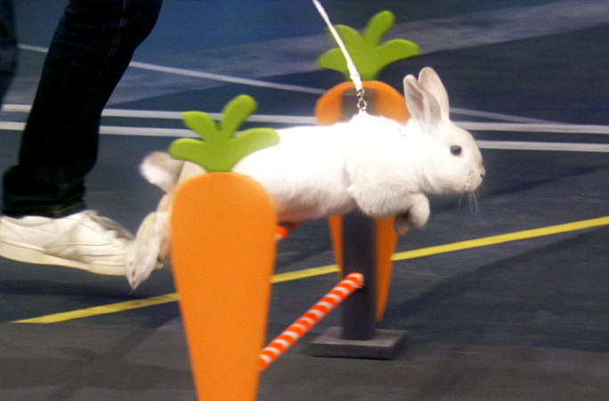 Penelope the rabbit leaps into fame with record-breaking TV appearance ...