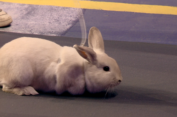 Penelope the rabbit leaps into fame with record-breaking TV appearance ...