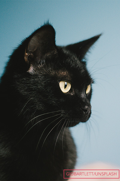 How Blackie became a millionaire and the world’s wealthiest cat ...