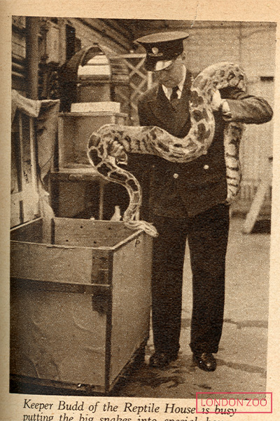 Tragic tale of the longest venomous snake that became a victim of war ...