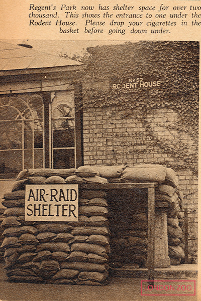 Tragic tale of the longest venomous snake that became a victim of war ...