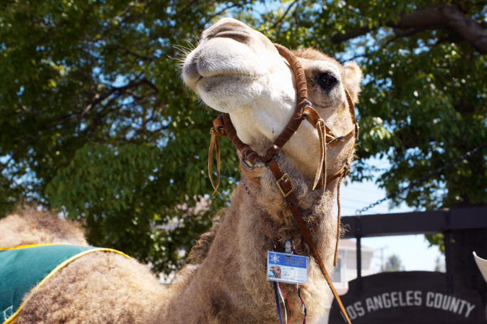 Meet Bert, the highest-ranking law enforcement camel who patrolled LA ...
