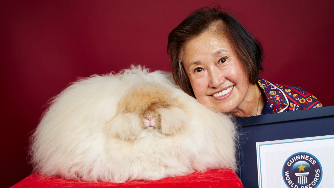 World Record Rabbit