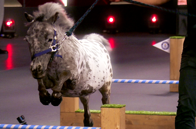 Expert jockey and acrobat sets world records with horses of all sizes ...