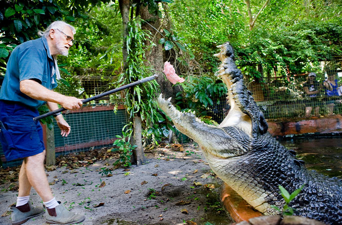 Largest crocodile Cassius went from terrifying predator to dreamy eyed ...