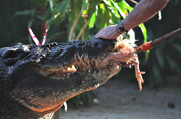 Largest crocodile Cassius went from terrifying predator to dreamy eyed ...