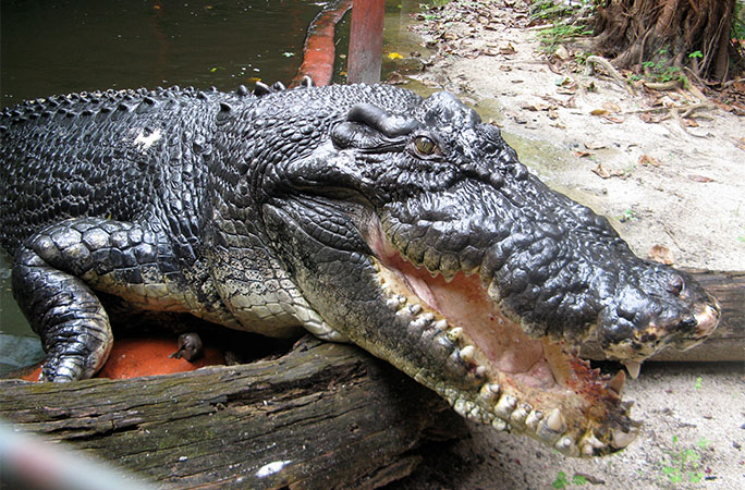 Largest crocodile Cassius went from terrifying predator to dreamy eyed ...