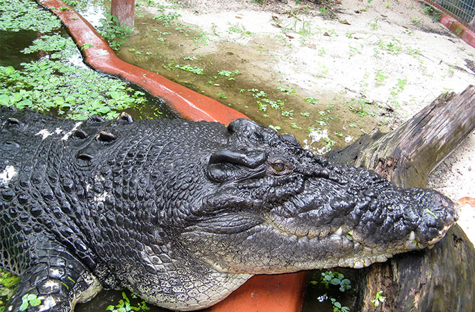 Largest crocodile Cassius went from terrifying predator to dreamy eyed ...