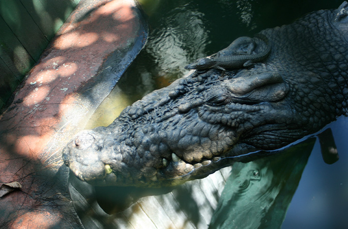 Largest crocodile Cassius went from terrifying predator to dreamy eyed ...