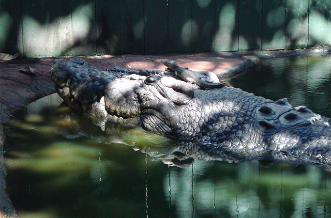 Largest crocodile Cassius went from terrifying predator to dreamy eyed ...