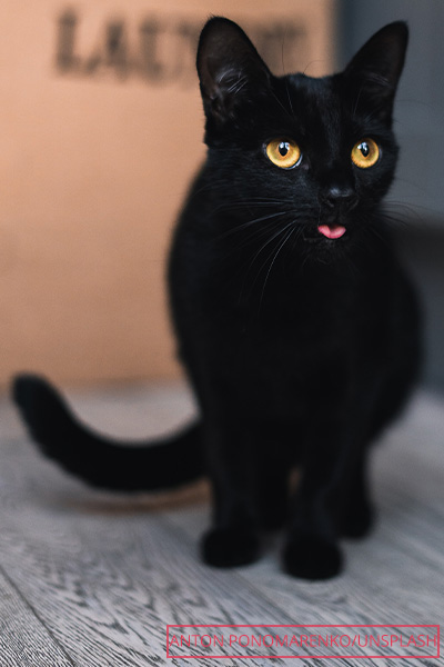 How Blackie became a millionaire and the world’s wealthiest cat ...