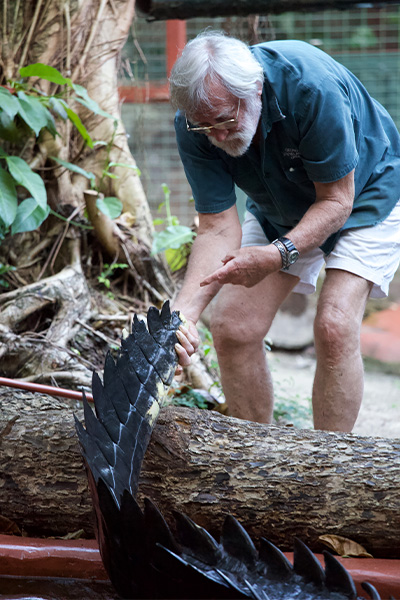 Largest crocodile Cassius went from terrifying predator to dreamy eyed ...