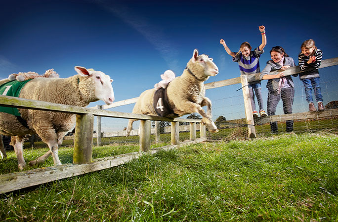 Sheep named Lamborghini won 165 races to set a record and earn GOAT ...