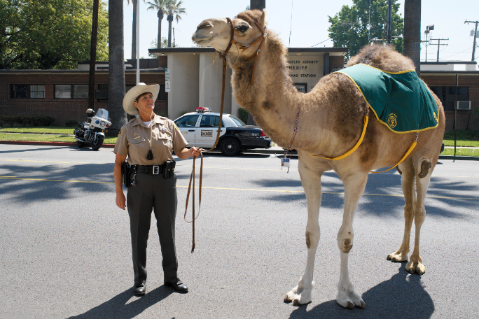 Meet Bert, the highest-ranking law enforcement camel who patrolled LA ...