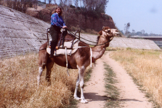 Meet Bert, the highest-ranking law enforcement camel who patrolled LA ...