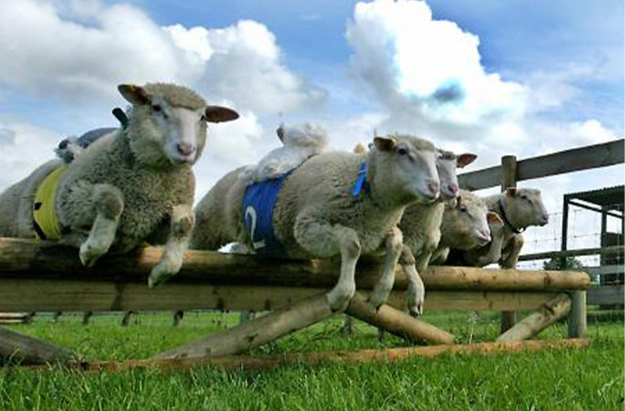 Sheep named Lamborghini won 165 races to set a record and earn GOAT ...