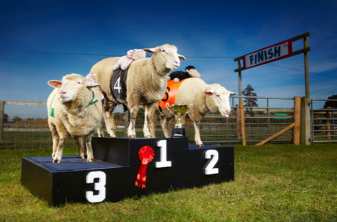 Sheep named Lamborghini won 165 races to set a record and earn GOAT ...