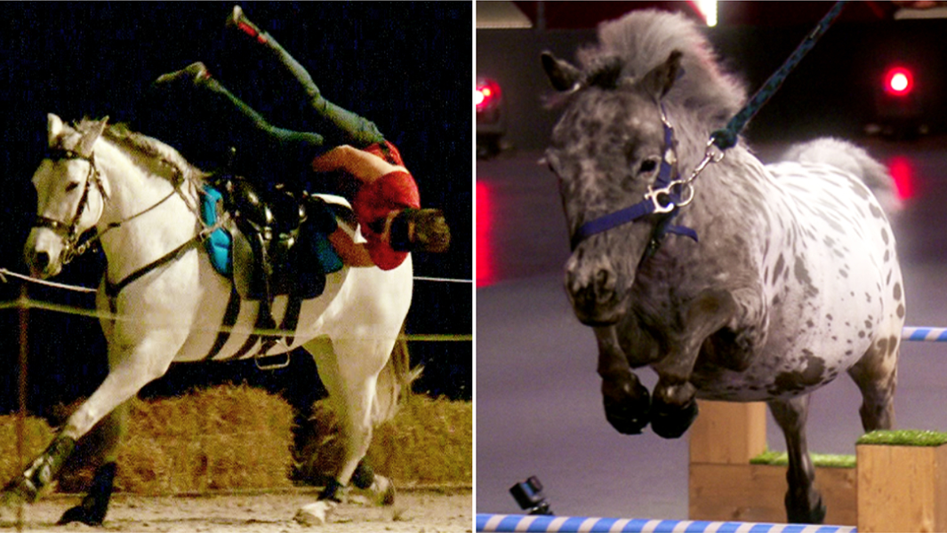 Expert jockey and acrobat sets world records with horses of all sizes | Guinness World Records