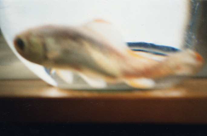 Oldest goldfish ever lived so long his scales turned silver | Guinness ...