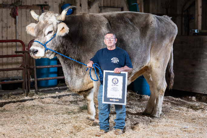 Gigantic bovine breaks moognificent record for tallest living steer ...